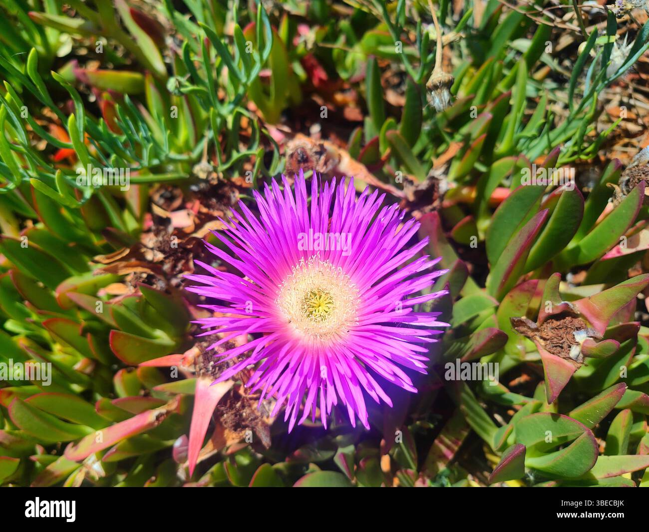 Vibrant Pink Australian Pig face closeup on the beach. Pink sea fig ...
