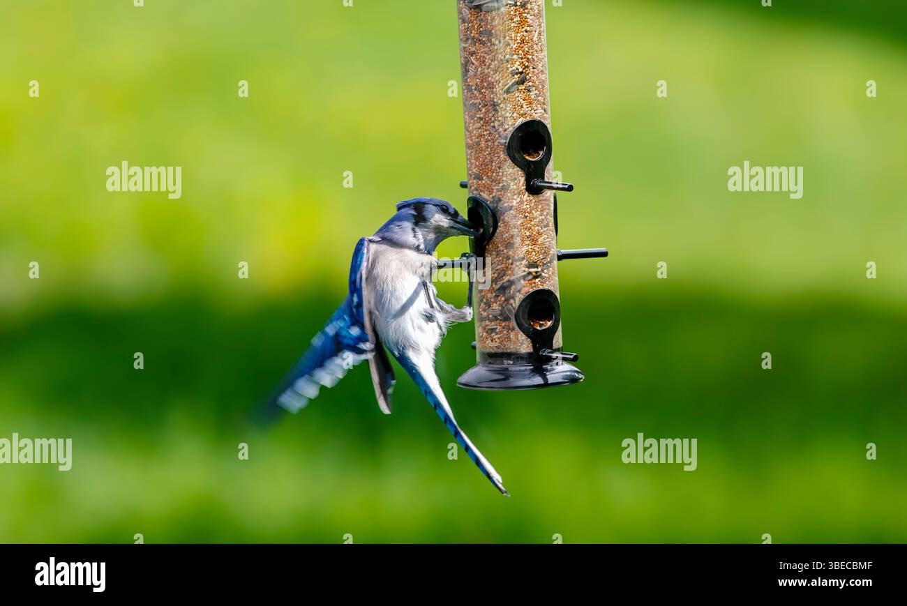 blue jay eating seed at a bird feeder Stock Photo - Alamy