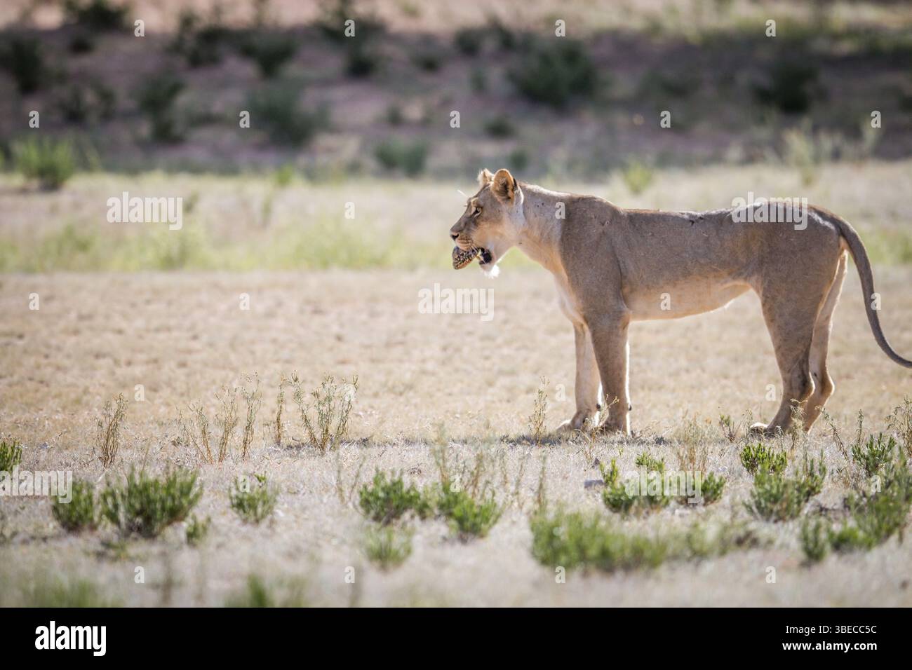 Lioness with a Leopard tortoise in her mouth in the Kgalagadi ...