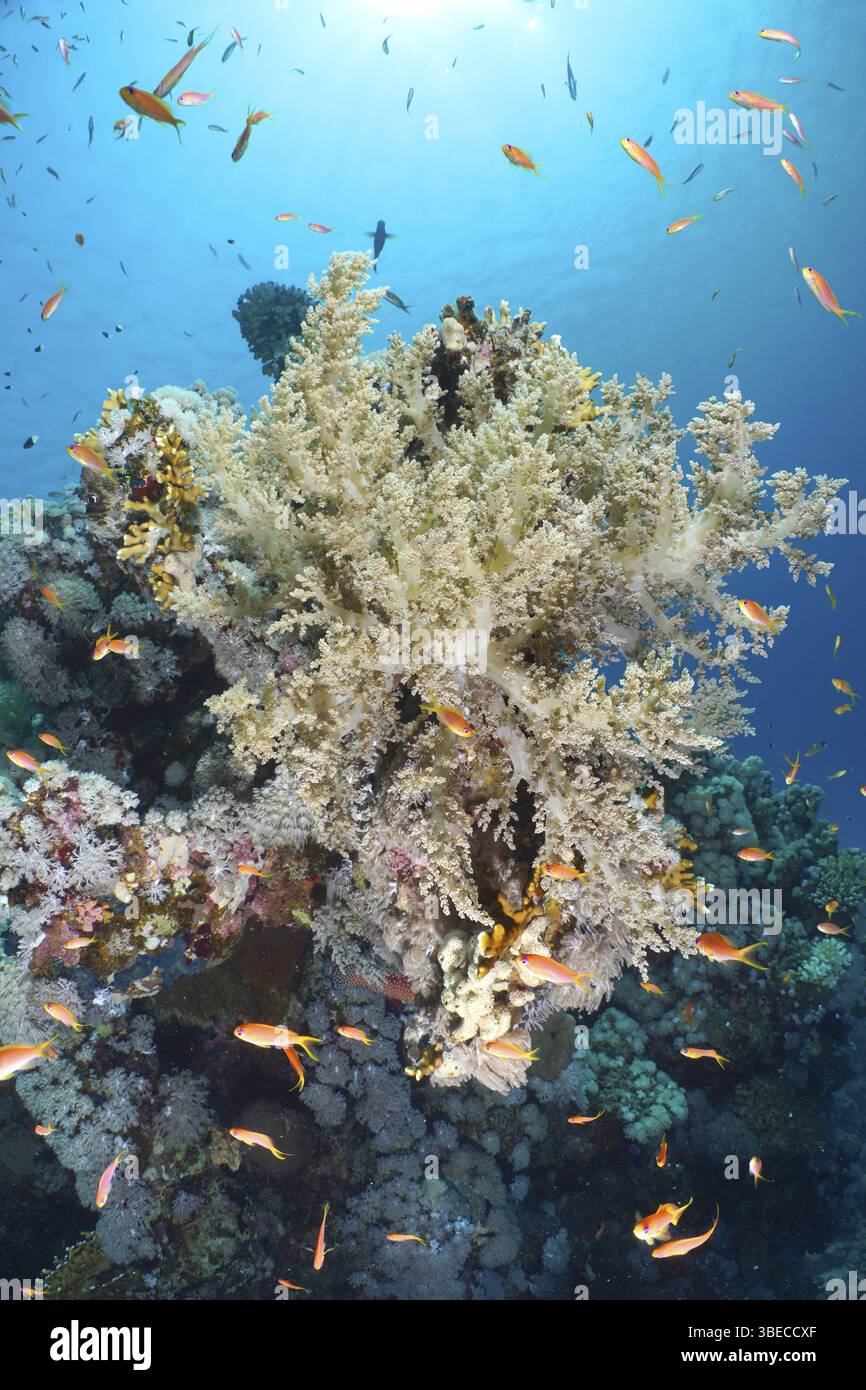 Broccoli tree (Litophyton arboreum Stock Photo - Alamy
