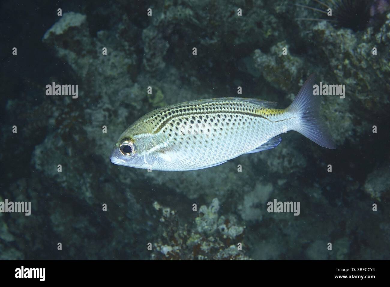 Arabian monocle bream (Scolopsis ghanam Stock Photo - Alamy