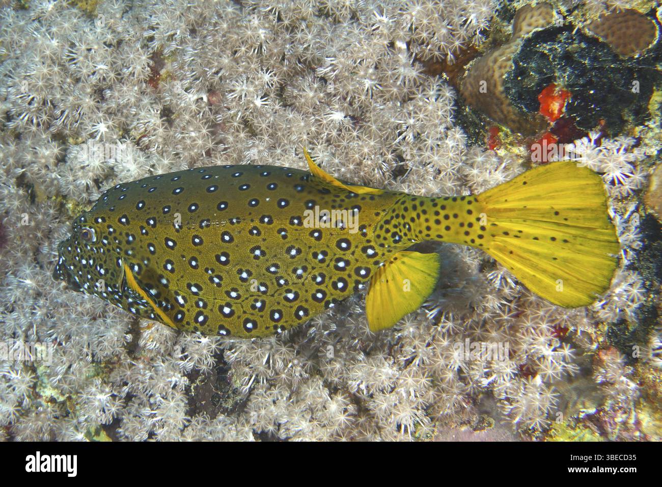 Yellow boxfish (Ostracion cubicus Stock Photo - Alamy
