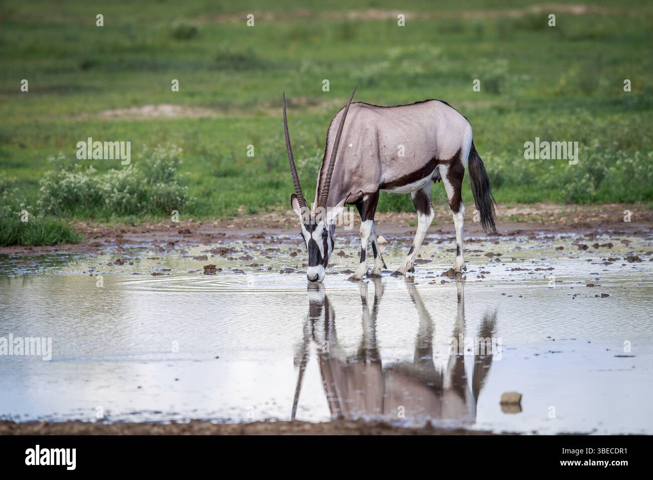 Gemsbok drinking in the Kgalagadi Transfrontier Park, South Africa ...