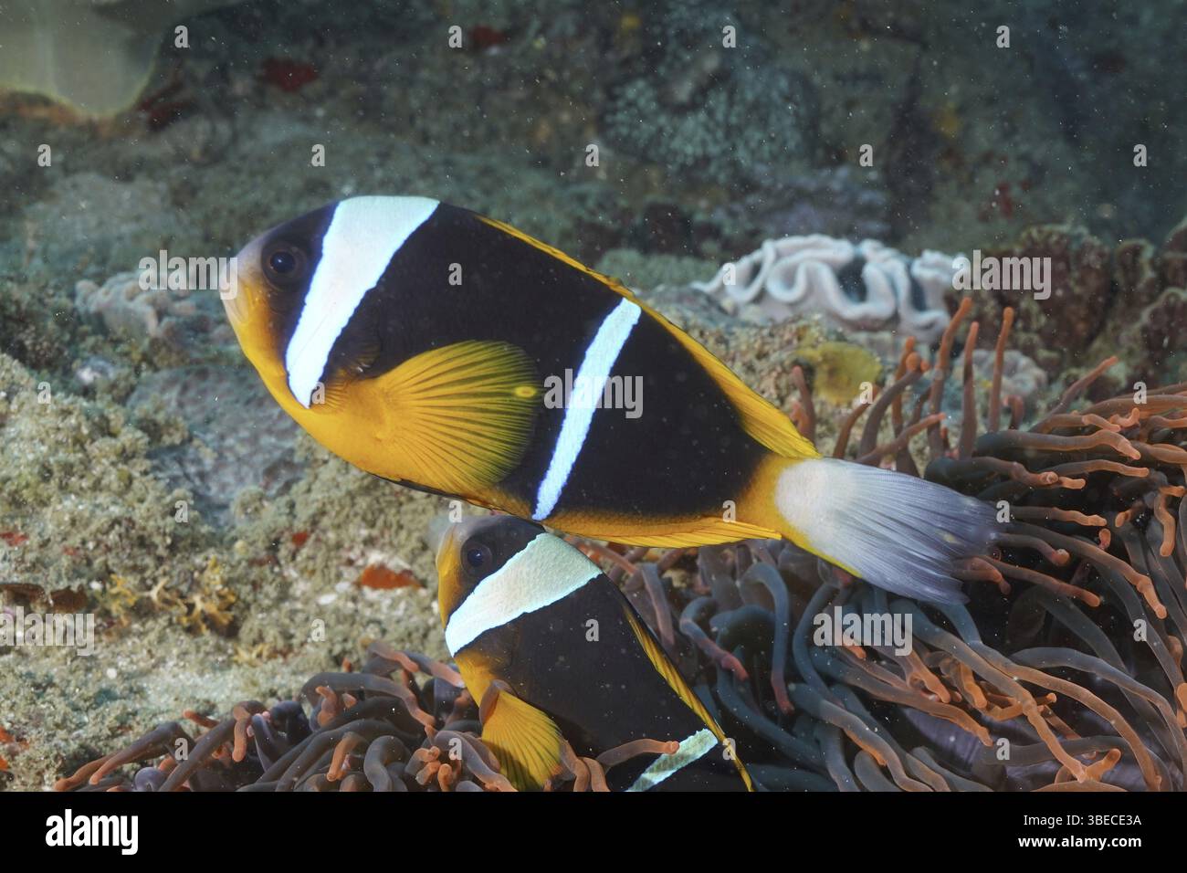 Allard's clownfish (Amphiprion allardi Stock Photo - Alamy
