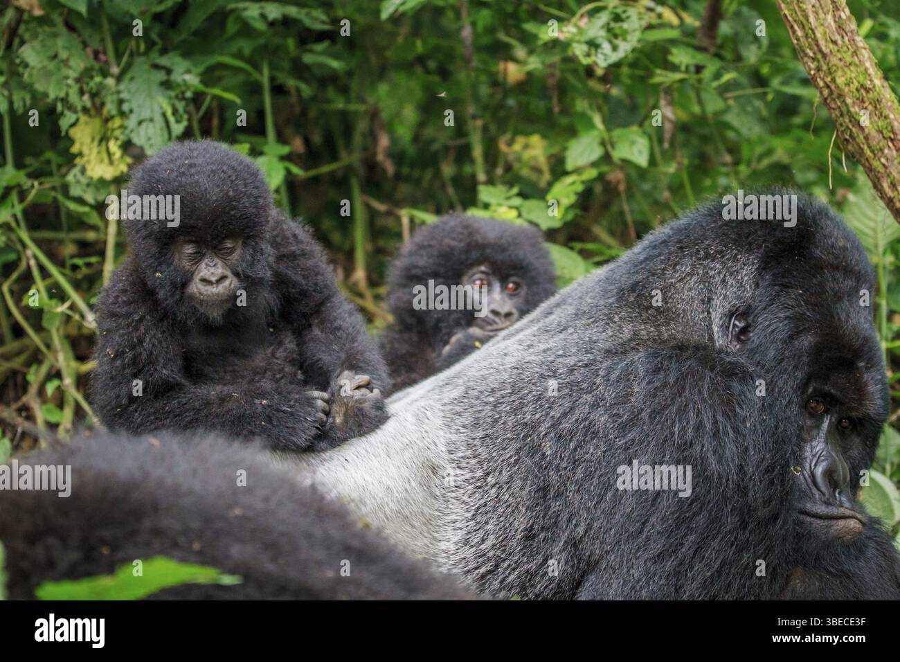 Baby Mountain gorilla sitting on the back of a Silverback in the ...
