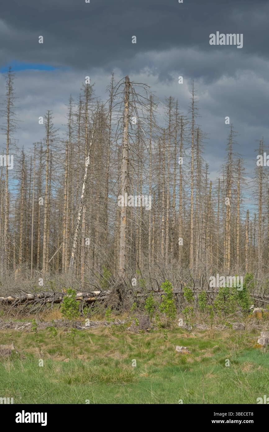 Waldsterben im Harz, tote Nadelbäume östlich von Clausthal-Zellerfeld ...