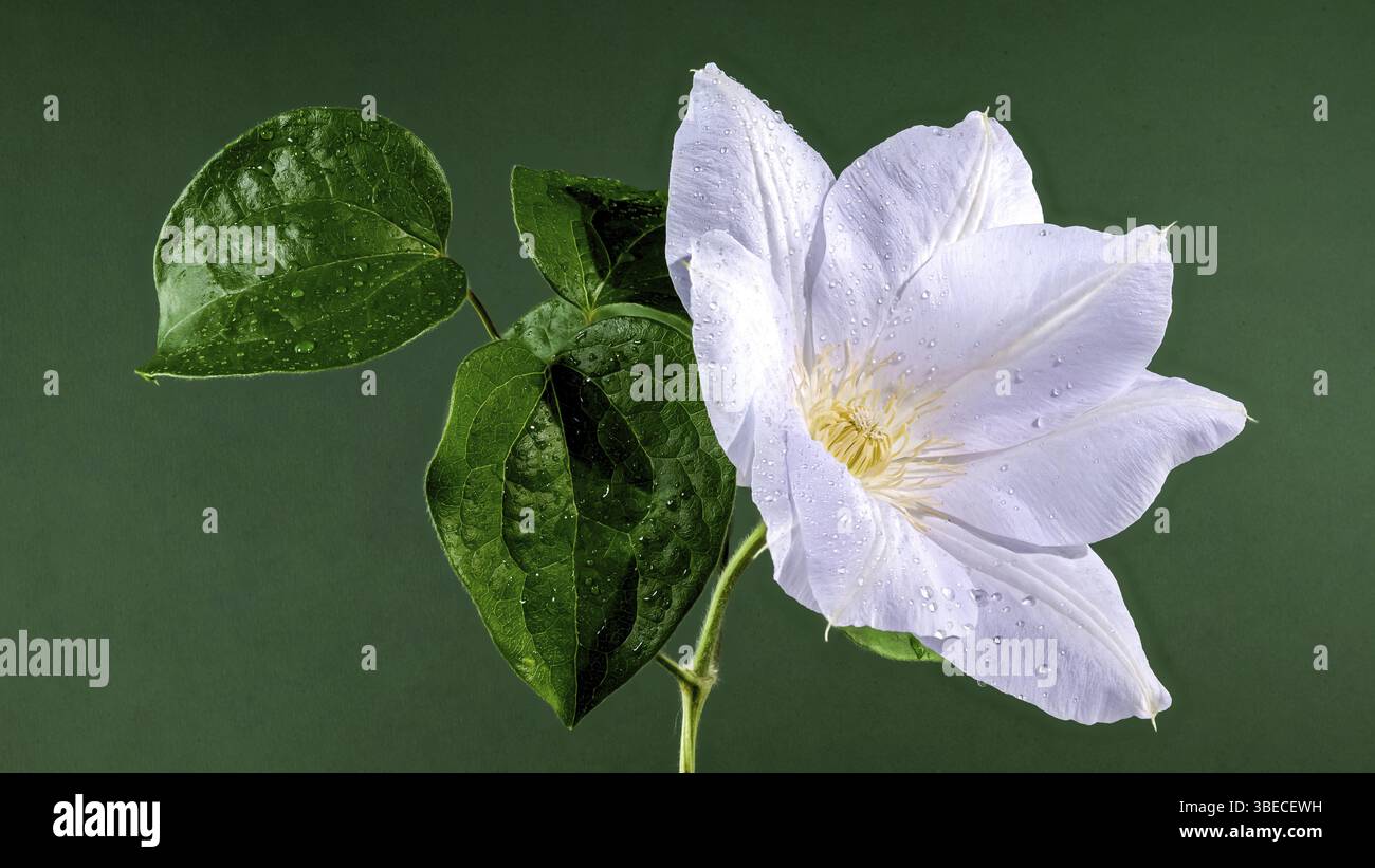 Beautiful Blooming white clemantis Arabella flower on a green ...