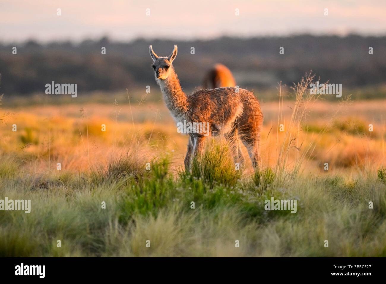 Guanaco baby in Pampas grass environment, La Pampa, Patagonia ...