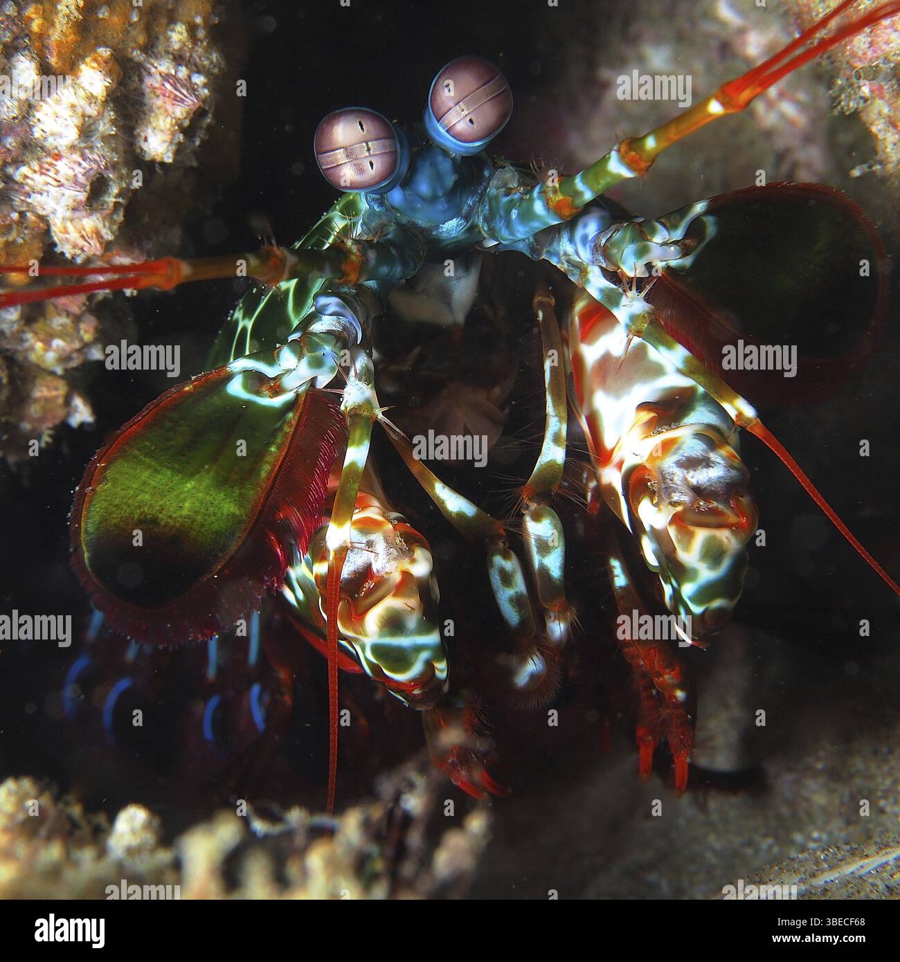 Clown mantis shrimp (Odontodactylus scyllarus Stock Photo - Alamy