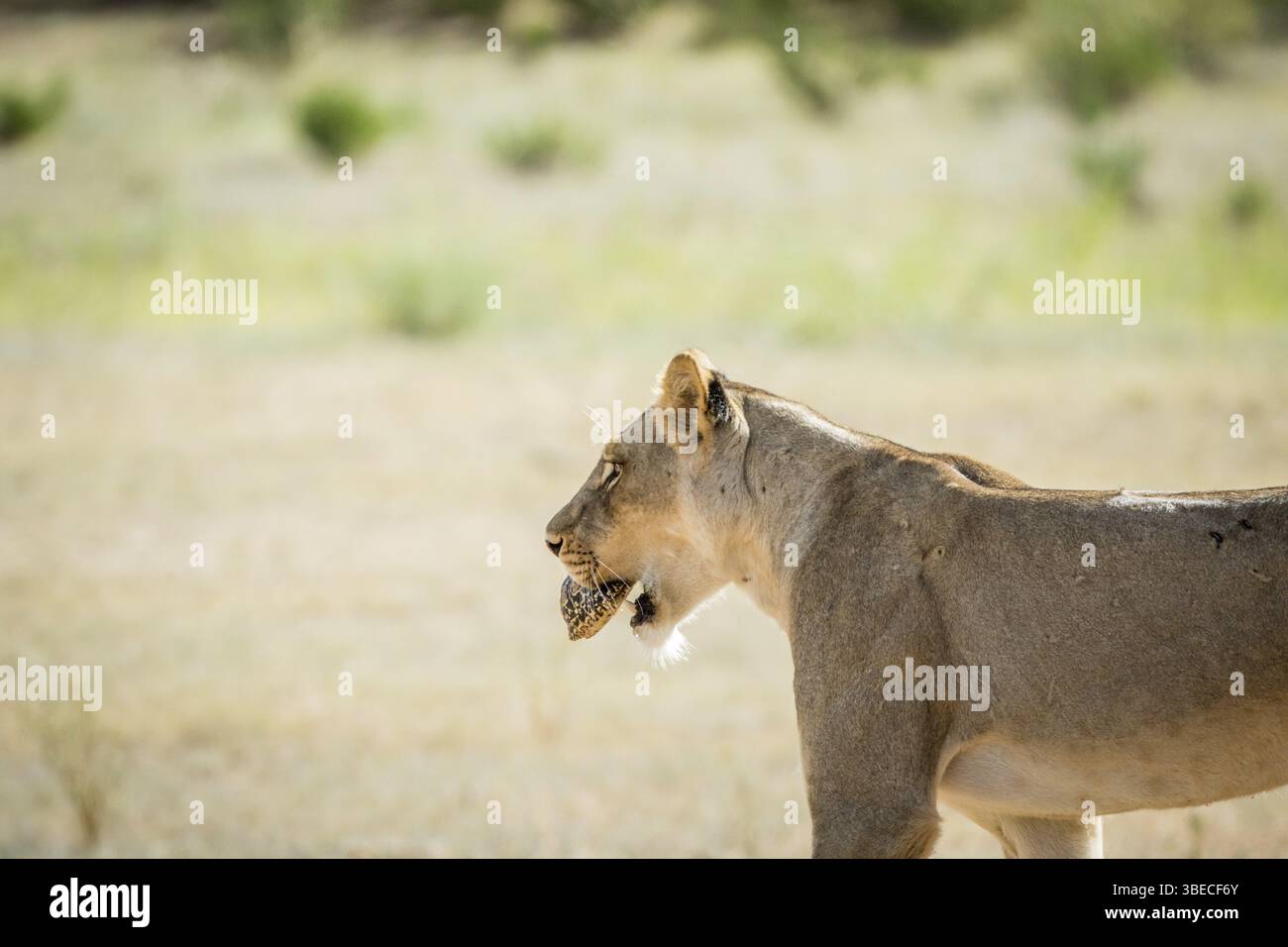 Lioness with a Leopard tortoise in the mouth in the Kalagadi ...