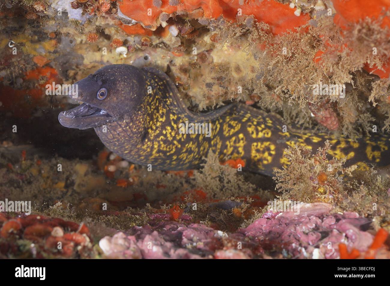 Mediterranean moray eel (Muraena helena Stock Photo - Alamy