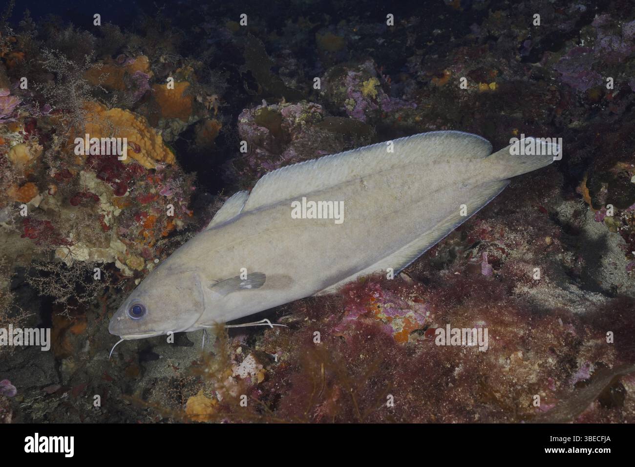 Phycidae hi-res stock photography and images - Alamy