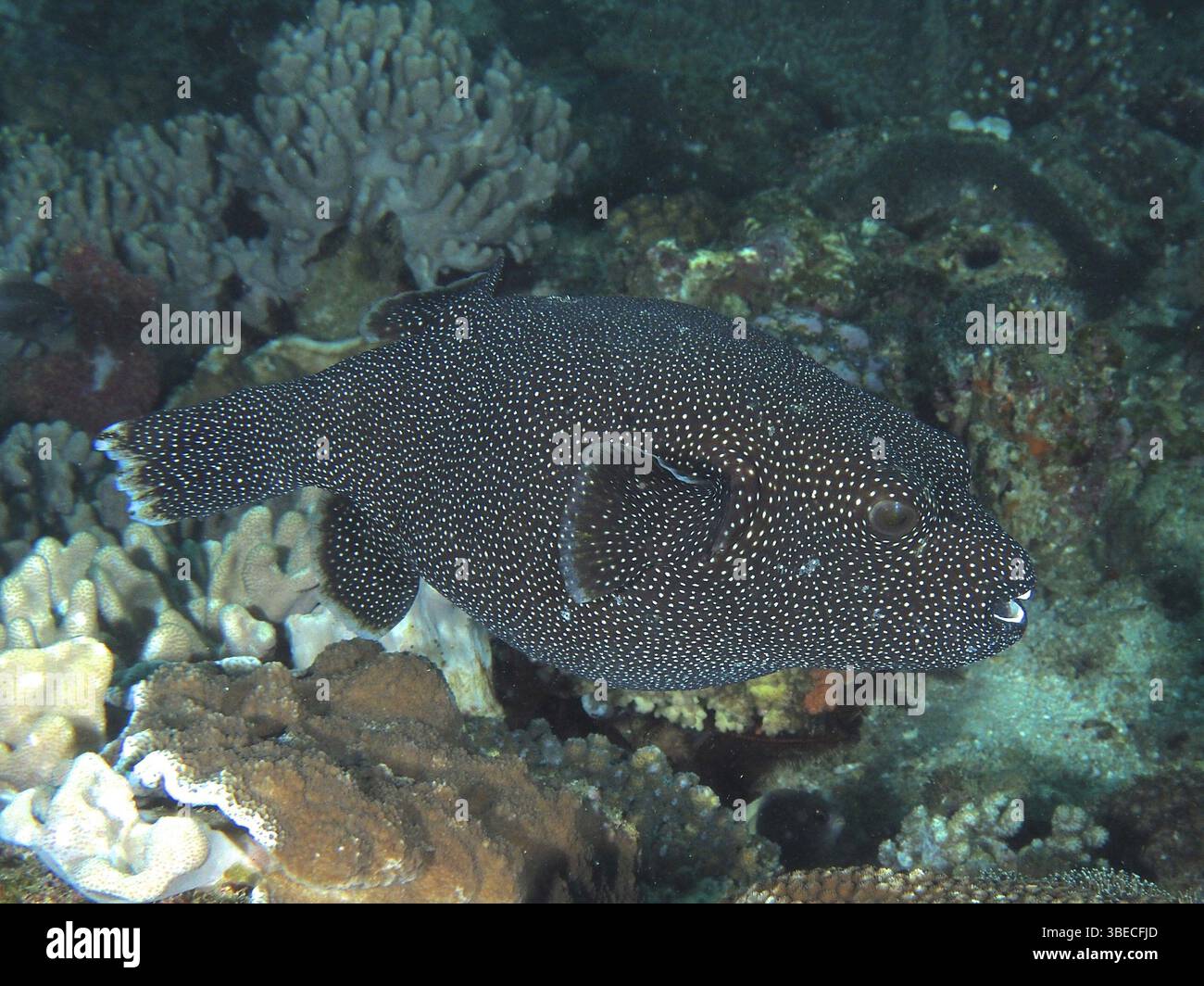 Guineafowl pufferfish arothron meleagris hi-res stock photography and ...