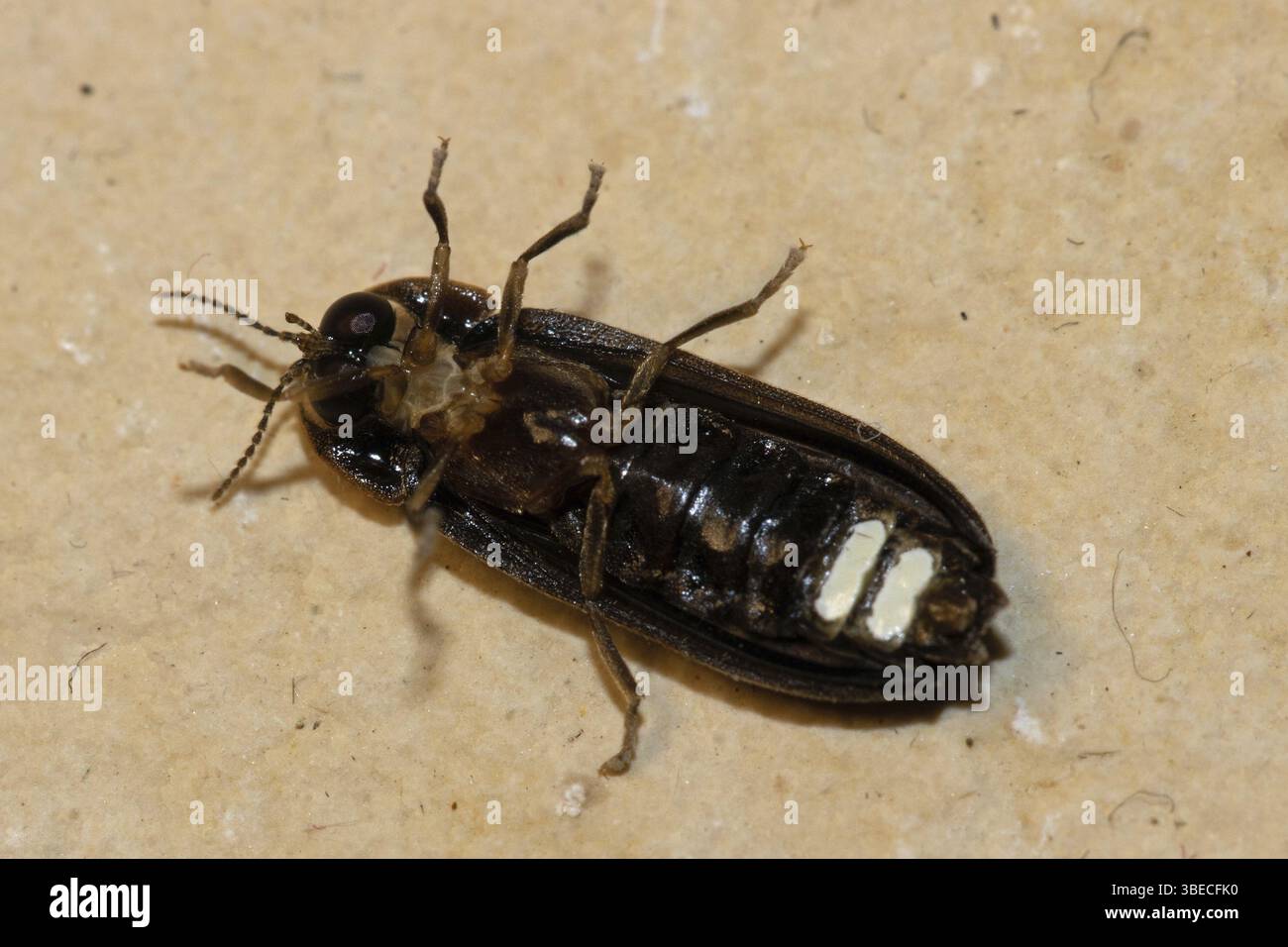 Small firefly (Lamprohiza splendidula Stock Photo - Alamy