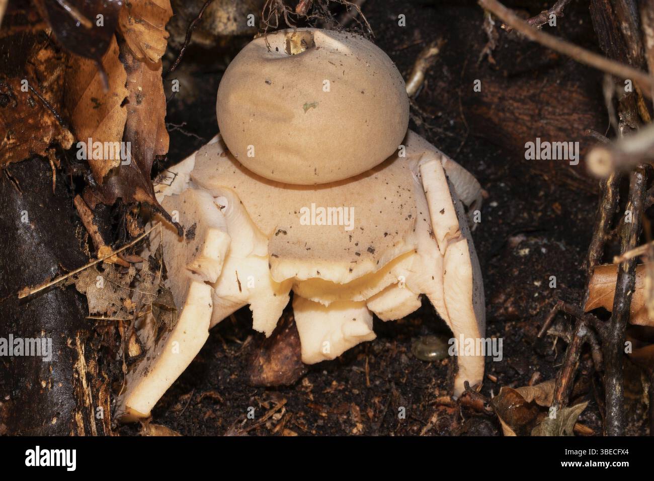 Red earth star (Geastrum rufescens Stock Photo - Alamy