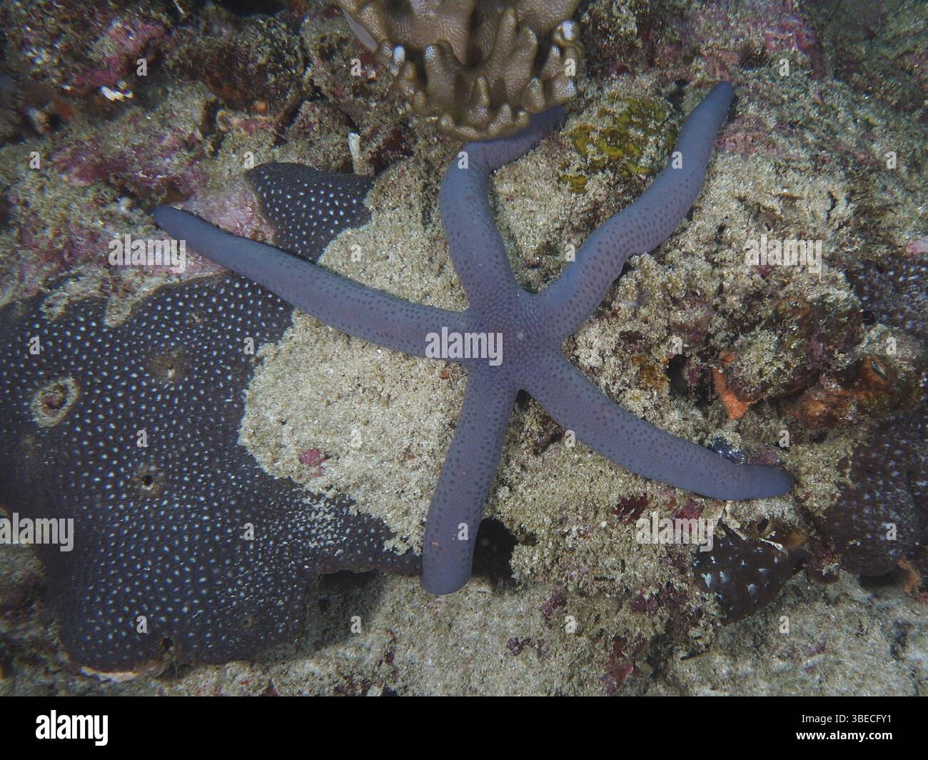 Blue starfish (blue Linckia laevigata Stock Photo - Alamy