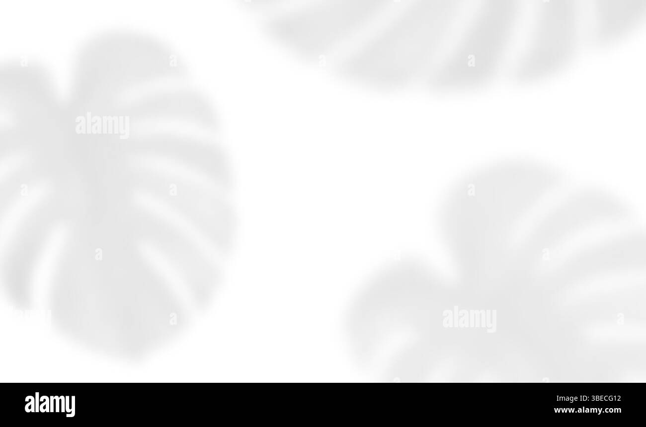 Realistic shadow of monstera leaf. The transparent shadow overlay ...