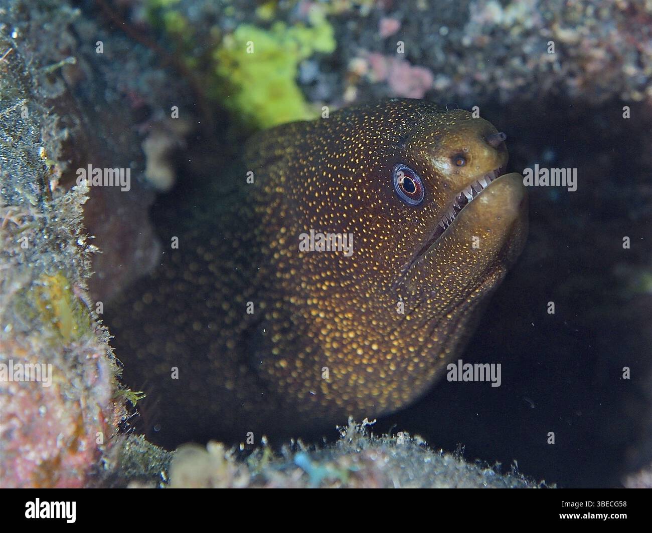 Golden-tailed moray eel (Gymnothorax miliaris Stock Photo - Alamy