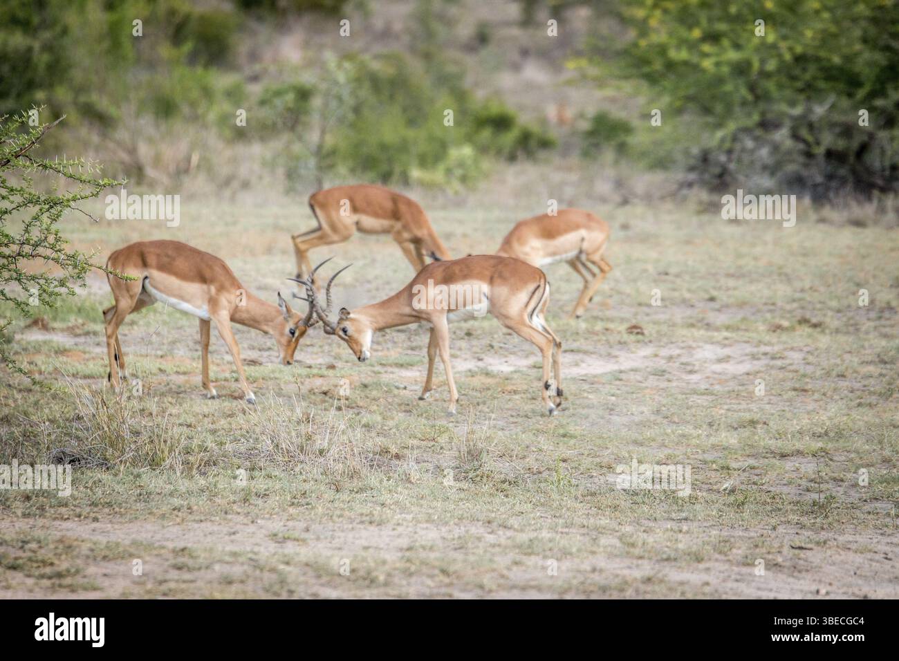 Fighting Impalas in the Kruger National Park, South Africa, Africa ...