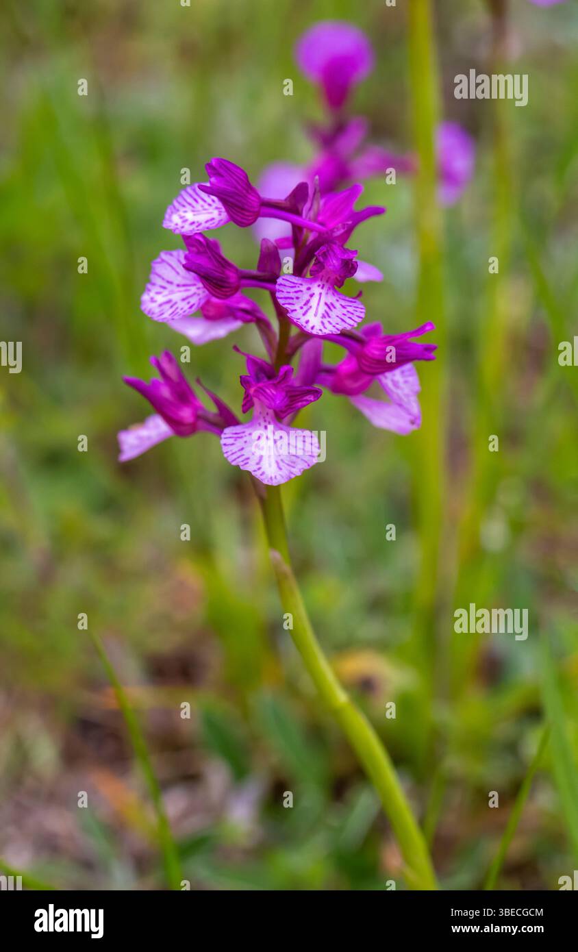 Anacamptis papilionacea (Butterfly orchid) is an orchid species that is ...