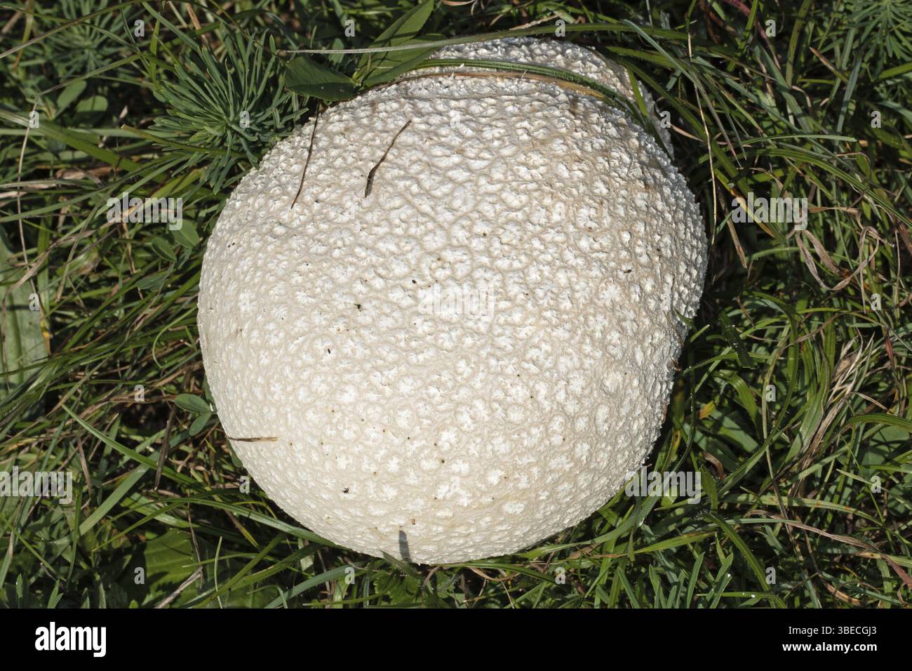 Giant bovist calvatia gigantea hi-res stock photography and images - Alamy