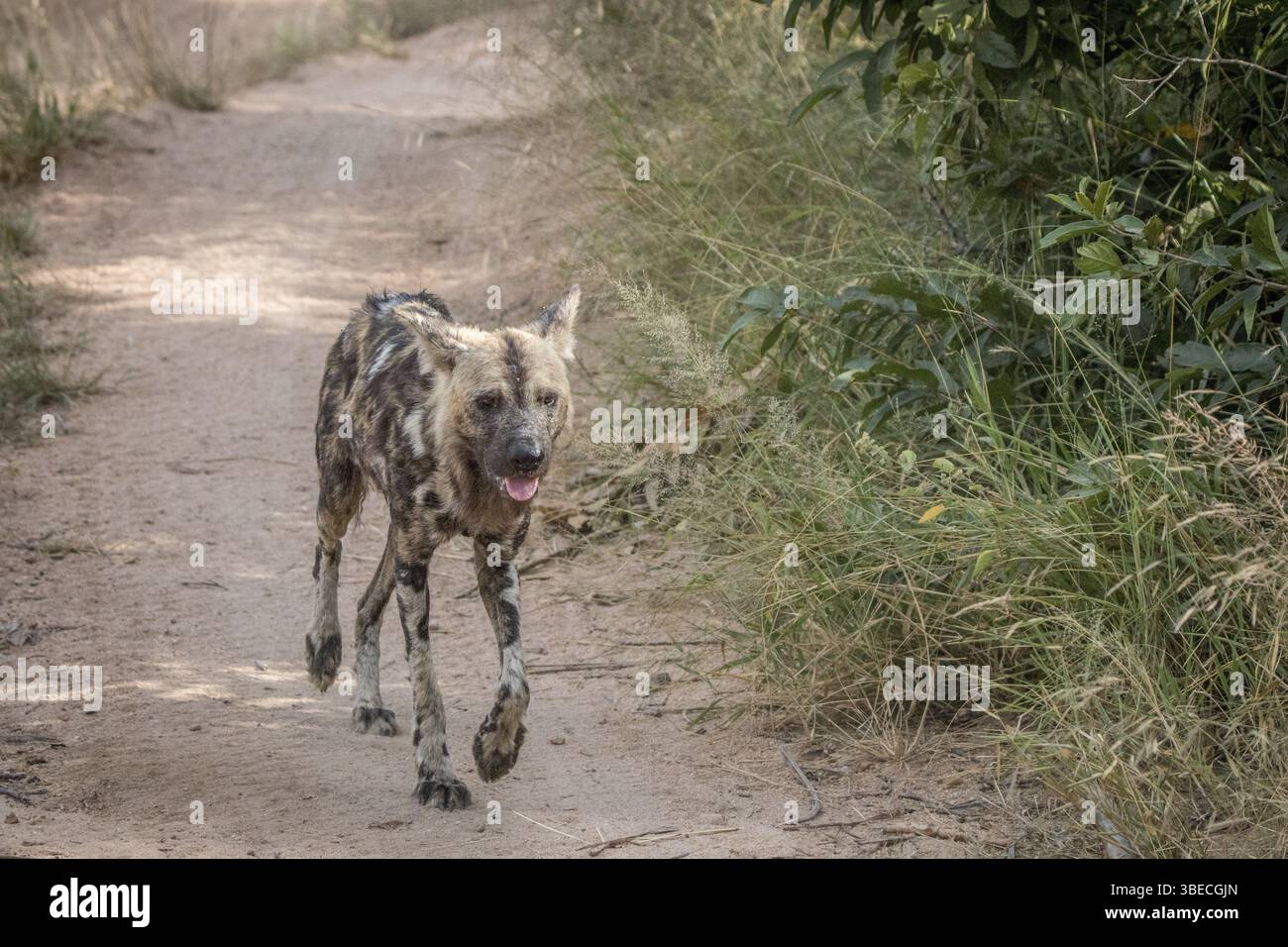 African wild dog running on the road in the Sabi Sand Game Reserve ...
