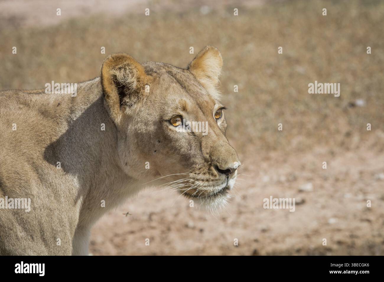 Side profile of a Lioness in the Kgalagadi Transfrontier Park, South ...