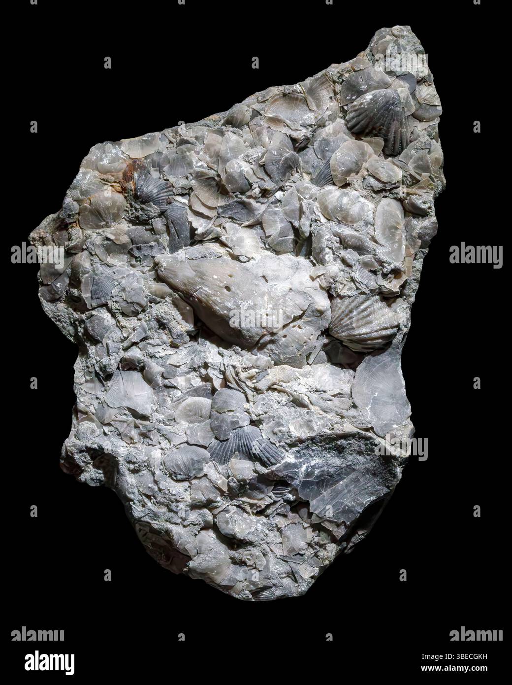 Fossiliferous Limestone, Cincinnati Arch, Ohio, USA Stock Photo - Alamy