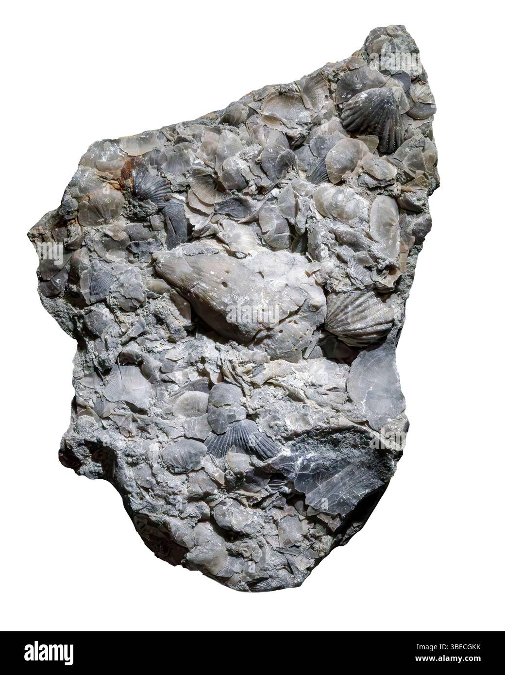 Fossiliferous Limestone, Cincinnati Arch, Ohio, USA Stock Photo - Alamy