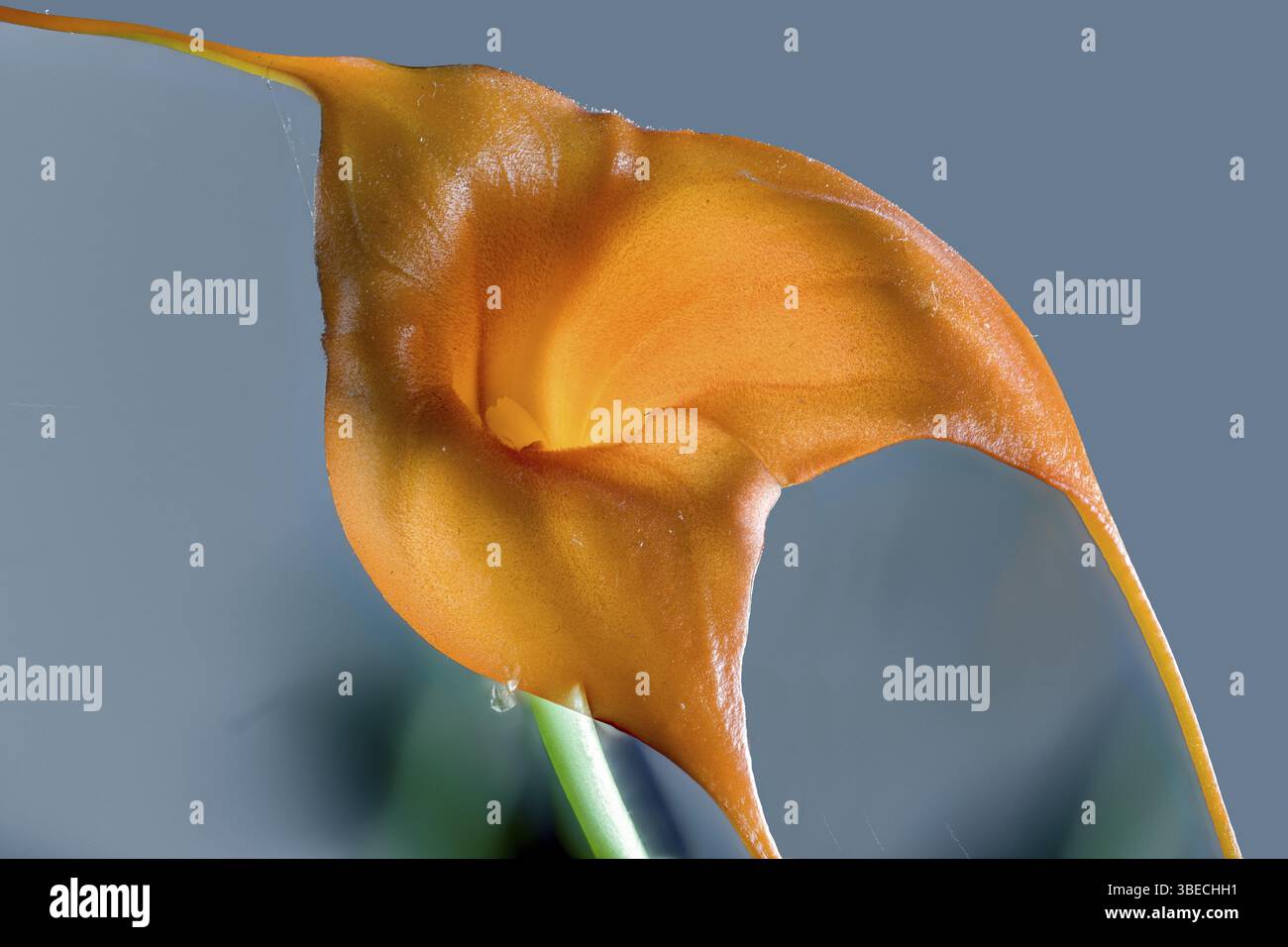 Masdevallia hi-res stock photography and images - Alamy