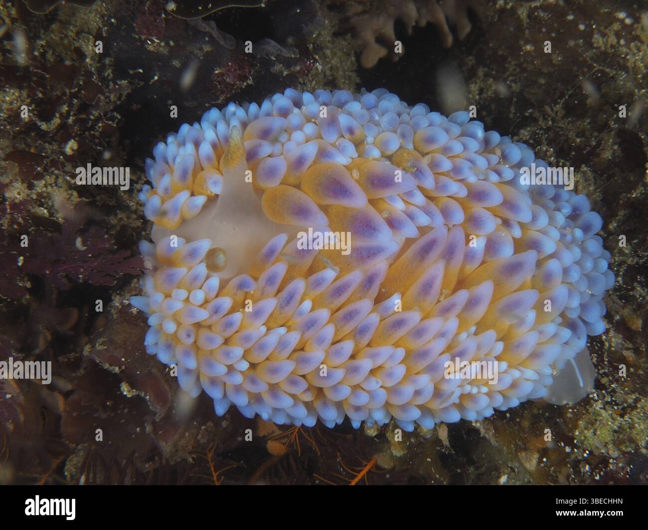 Nudibranch animal hi-res stock photography and images - Alamy
