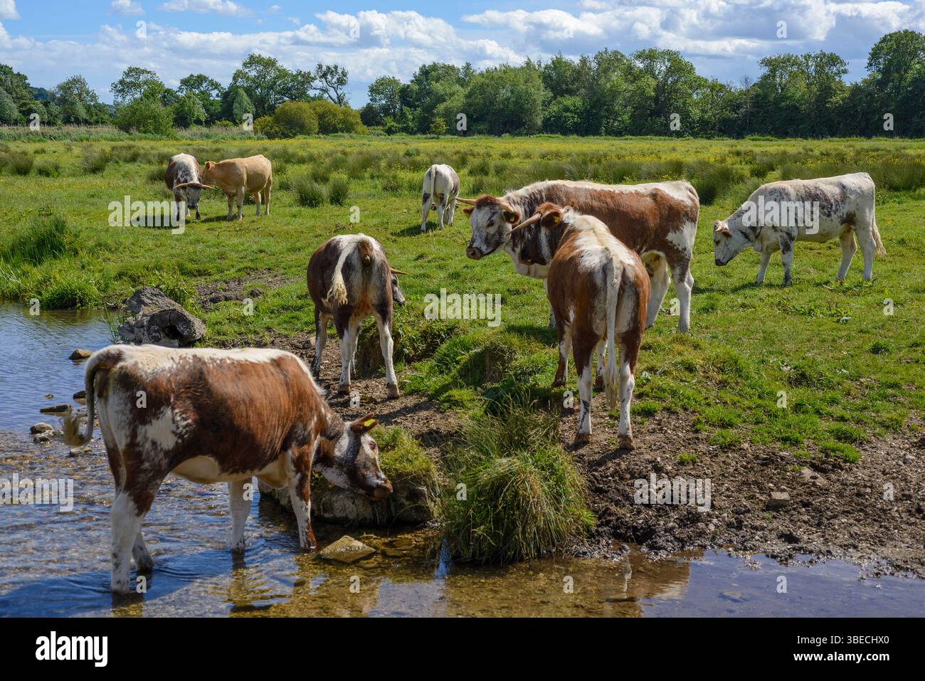 May uk cows hi-res stock photography and images - Alamy