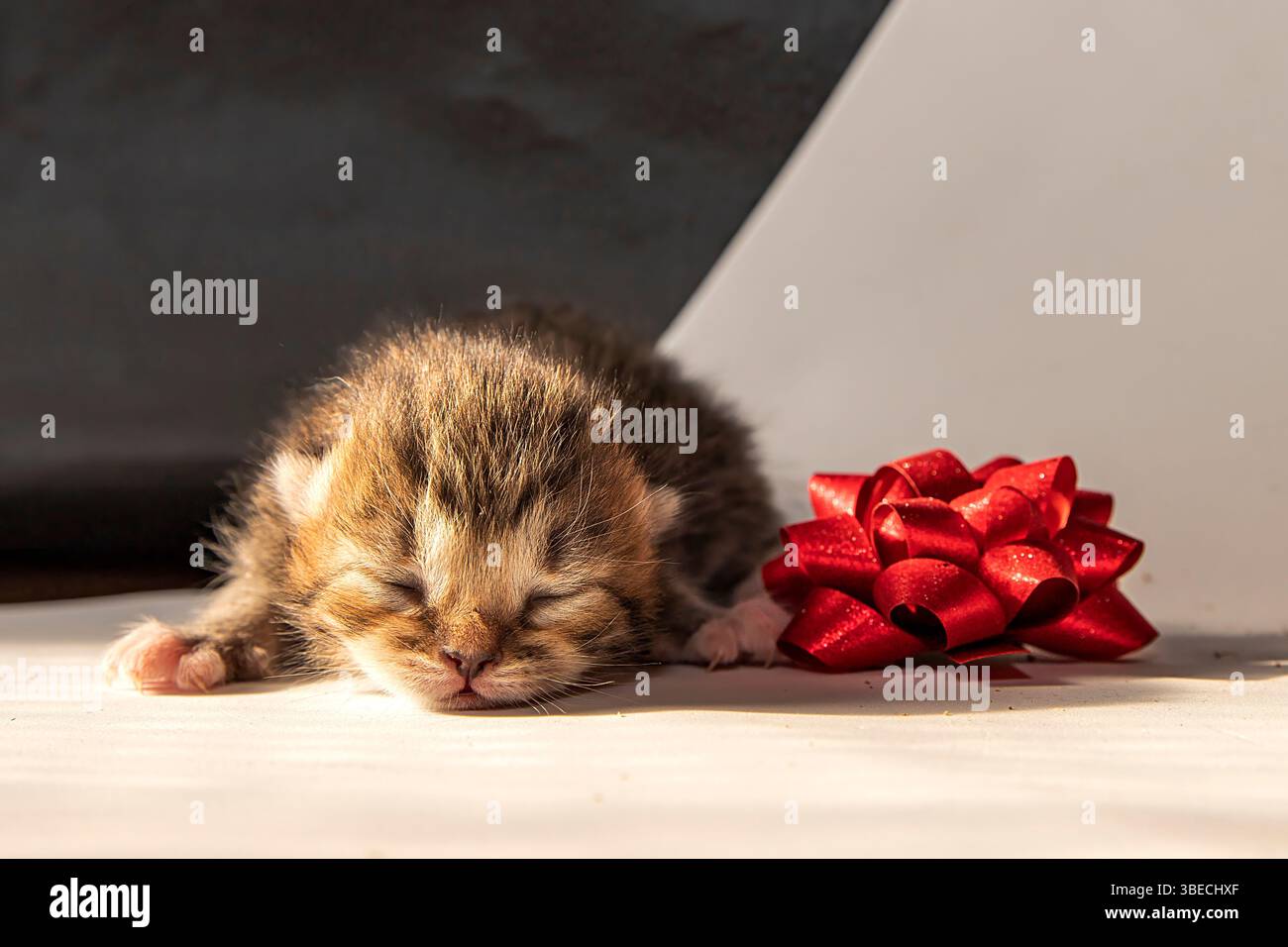 Sleeping Newborn Kitten with Red Gift Ribbon on Sunny Background, Cute ...