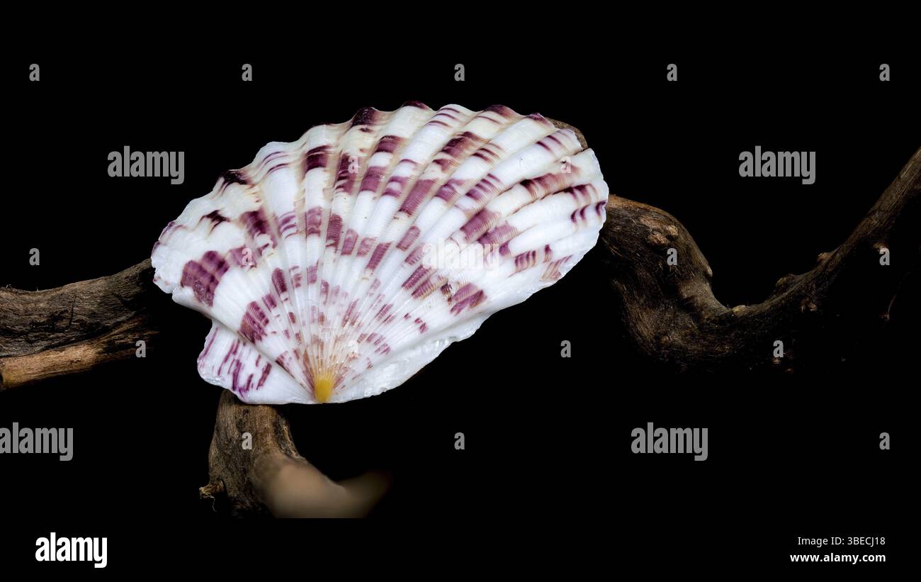 Pecten jacobaeus hi-res stock photography and images - Alamy