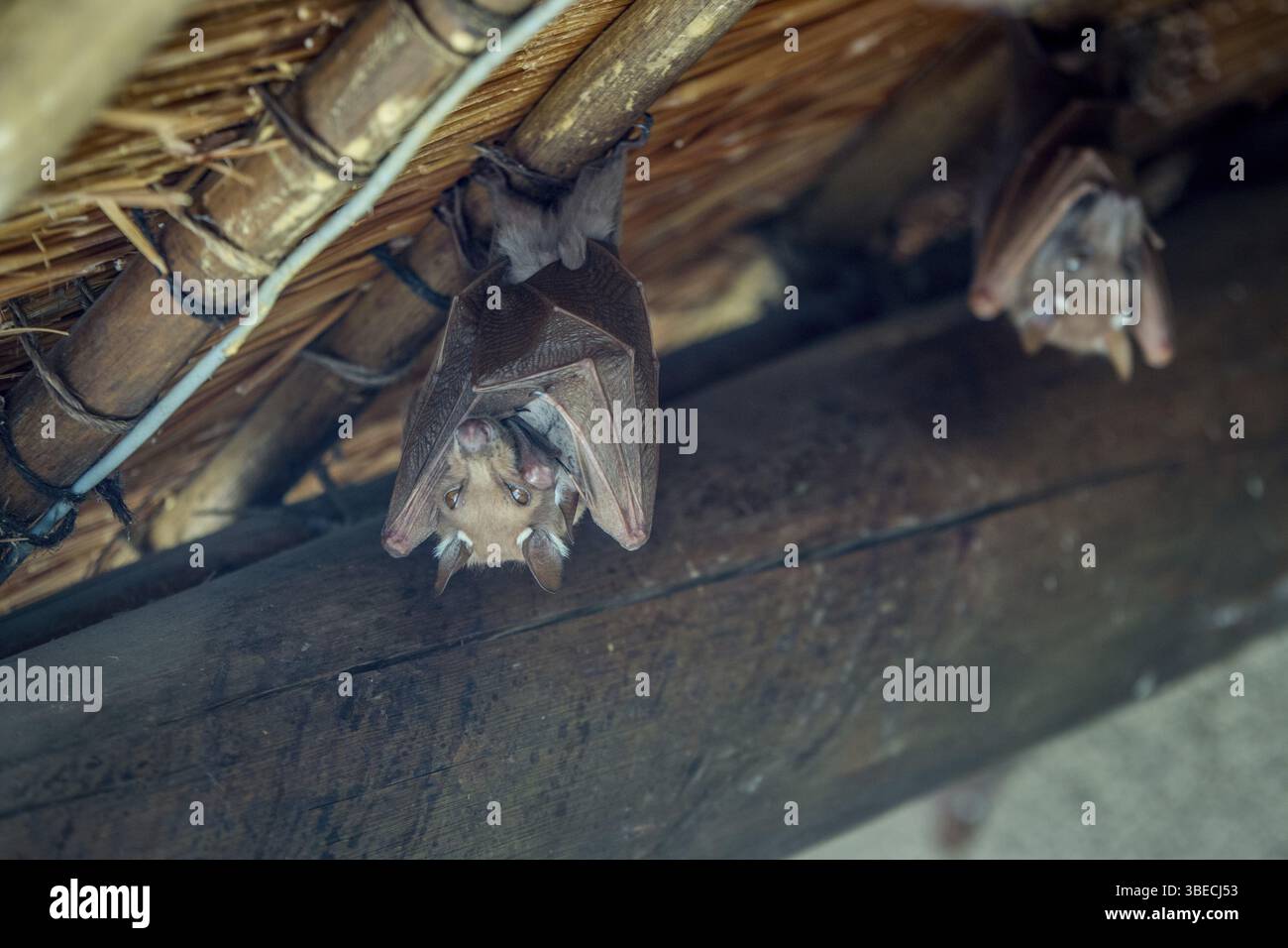 Epaulet bat hanging upside down from a roof in the Kruger National Park ...