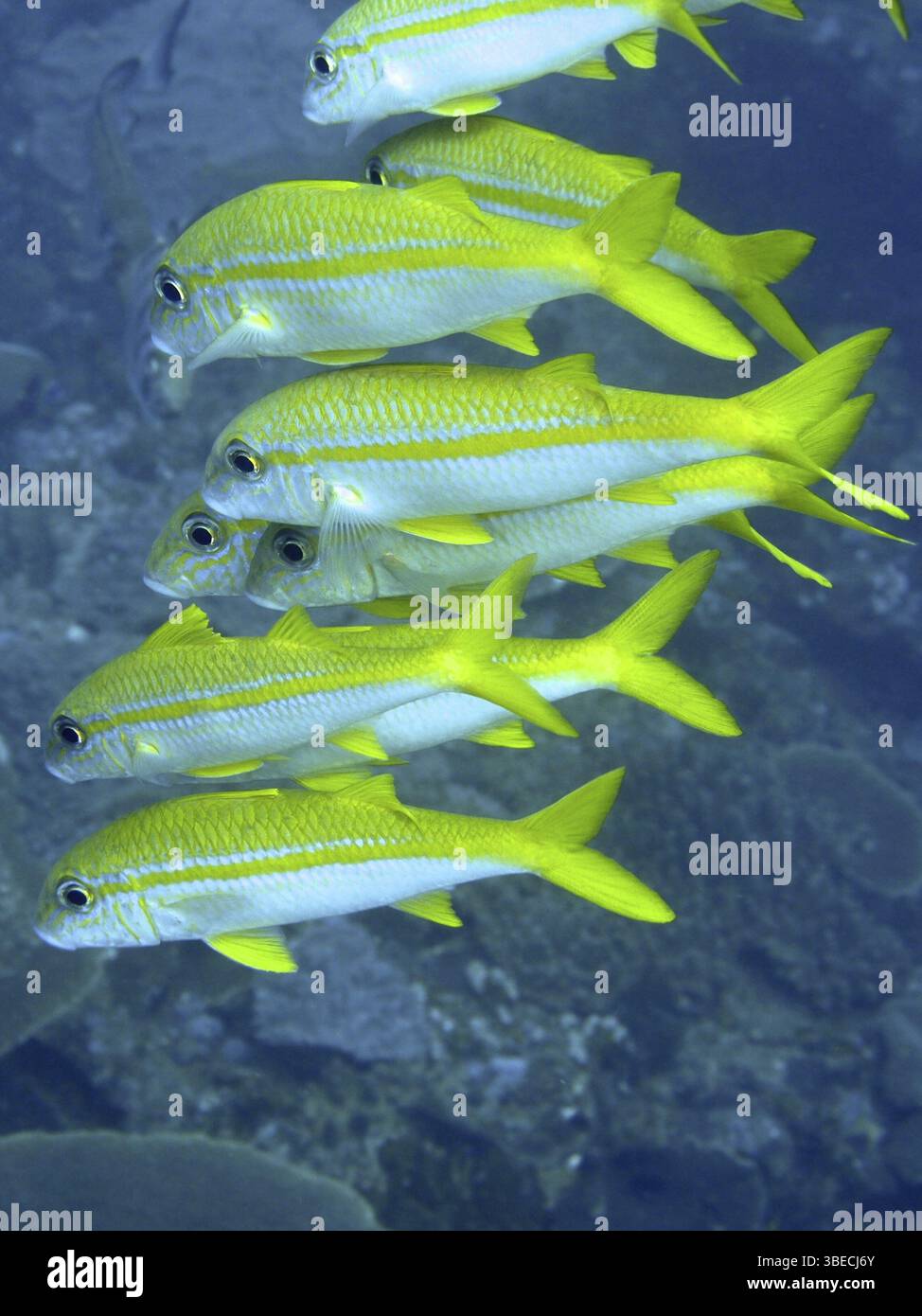 Yellowfin barb (Mulloidichthys vanicolensis Stock Photo - Alamy