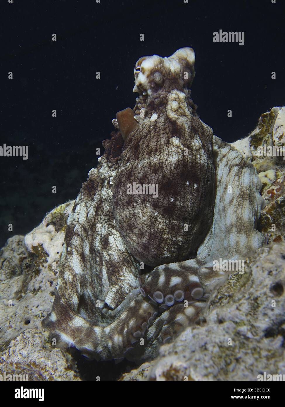 Big blue octopus (Octopus cyaneus Octopus cyanea Stock Photo - Alamy