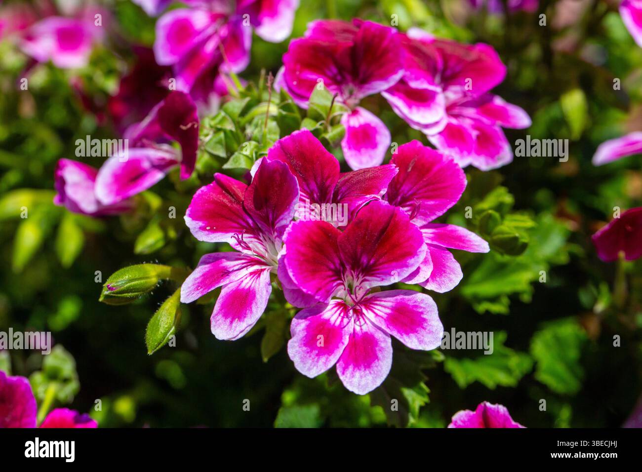 Royal pelargonium flowers - Pelargonium grandiflorum Stock Photo - Alamy