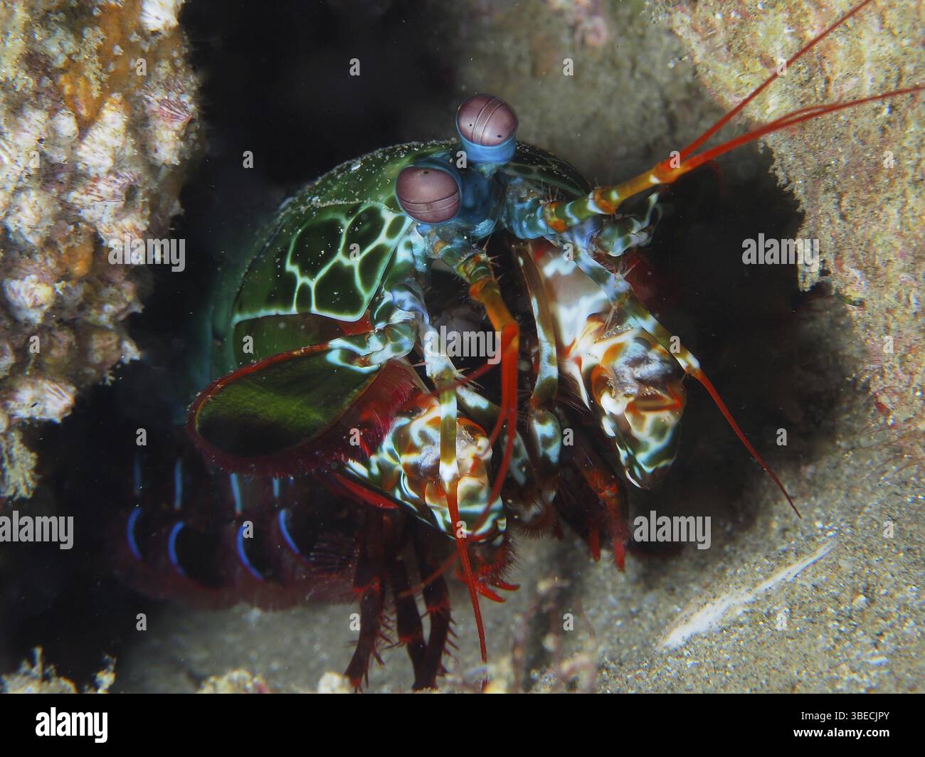 Clown mantis shrimp (Odontodactylus scyllarus Stock Photo - Alamy