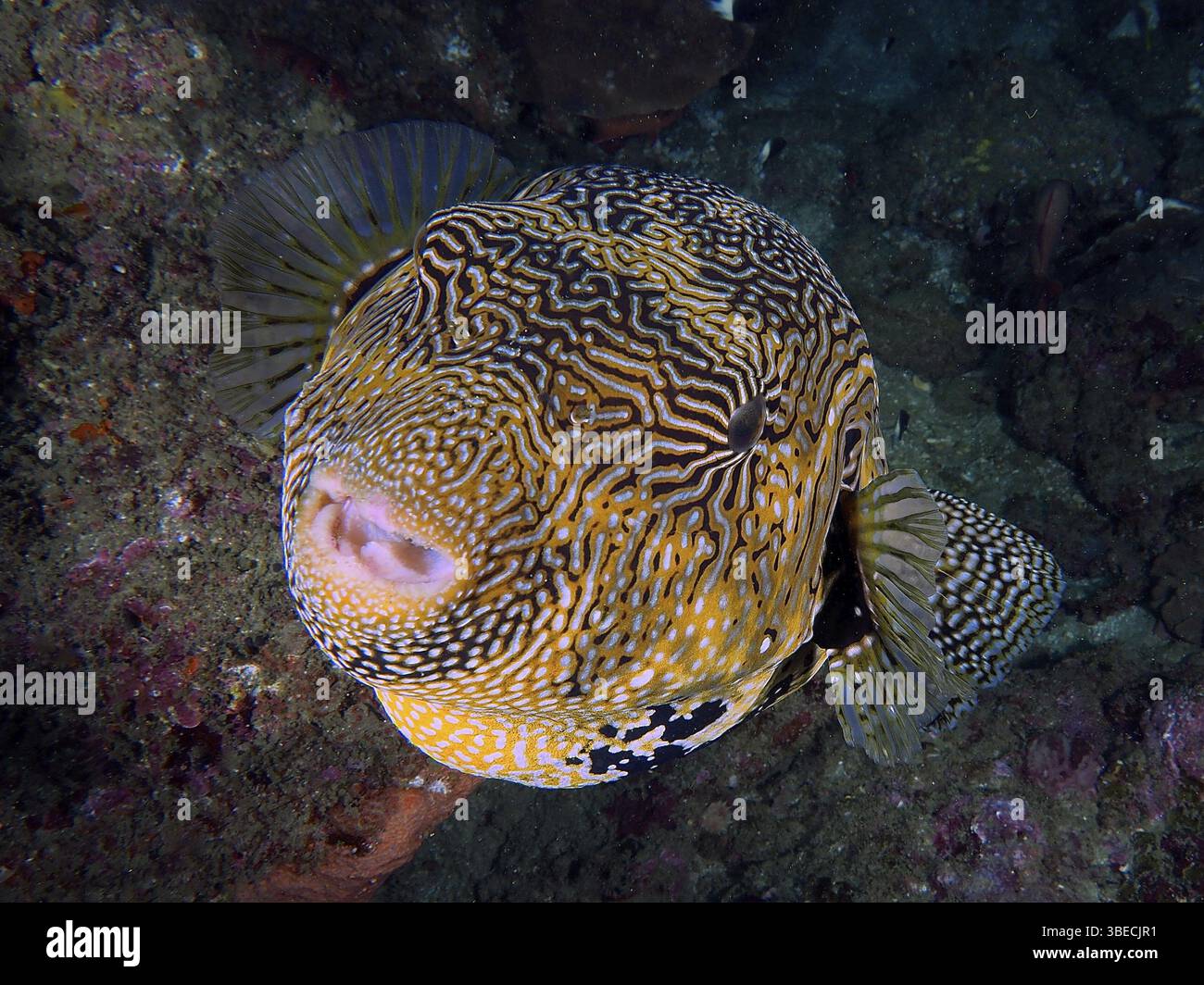 Map pufferfish (Arothron mappa Stock Photo - Alamy