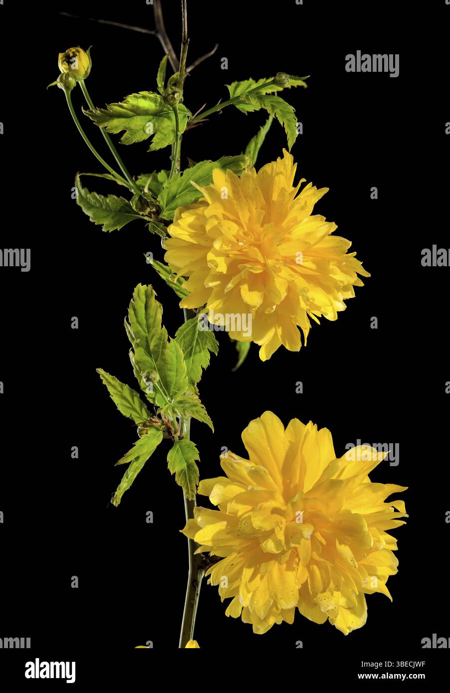 Beautiful yellow kerria, Japanese rose Pleniflora flower isolated on a ...