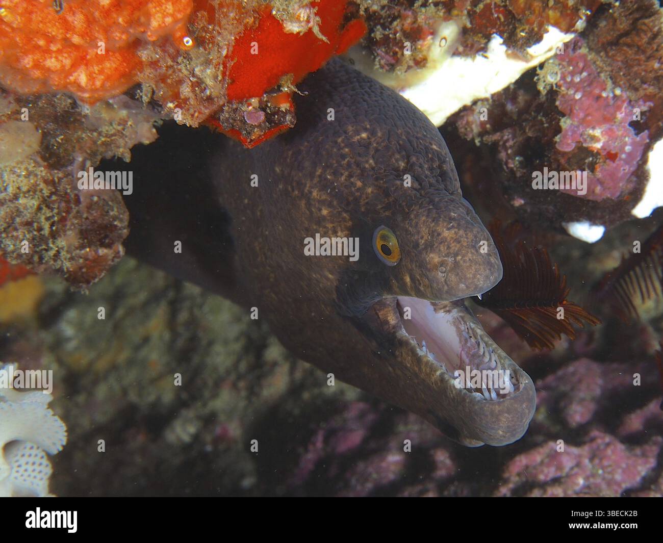 Bearded moray eel (Gymnothorax breedeni Stock Photo - Alamy