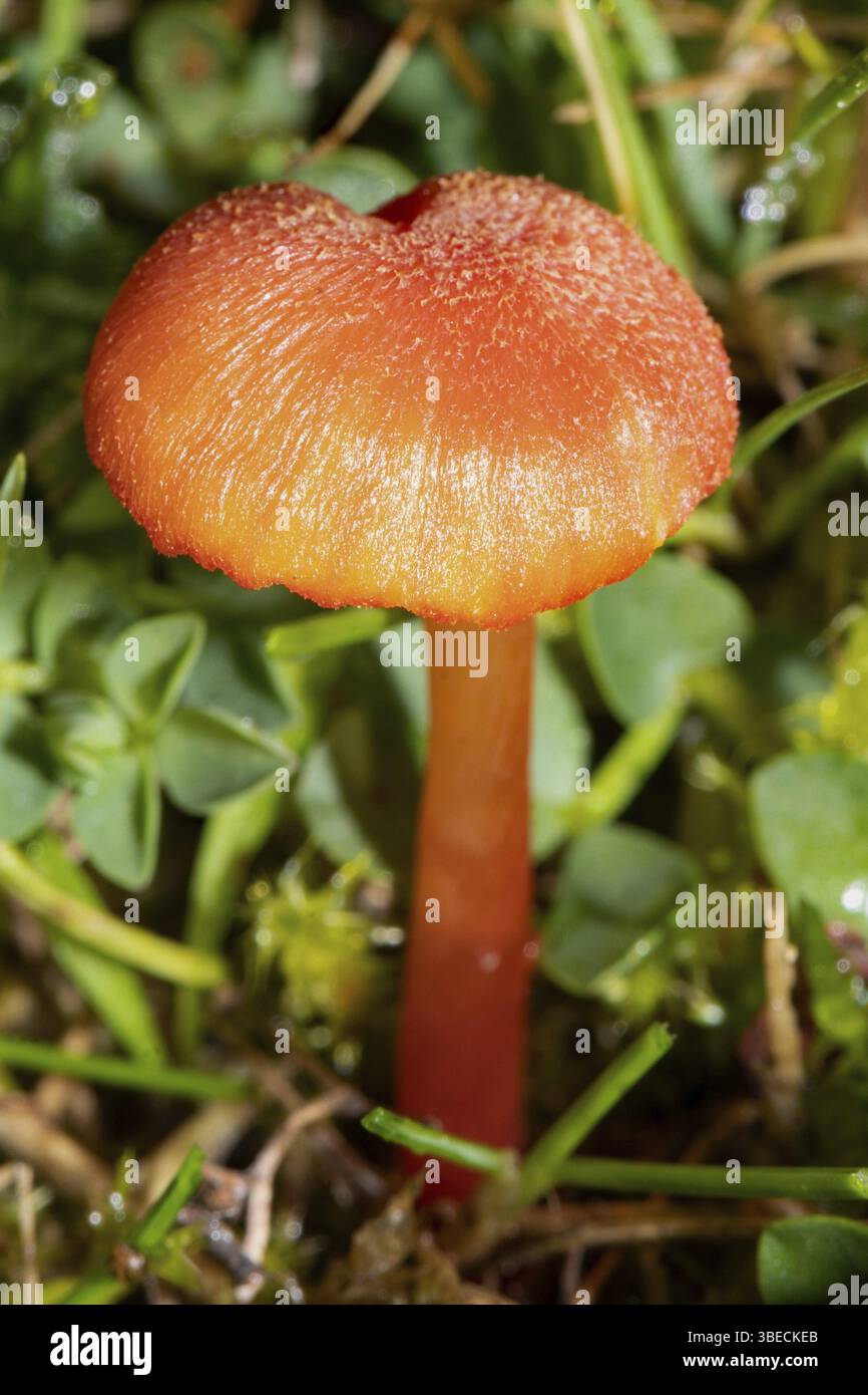 Garlic sapling (Hygrocybe helobia Stock Photo - Alamy