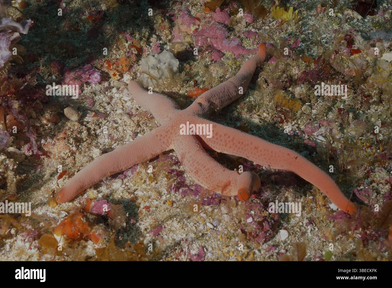 Blue starfish (blue Linckia laevigata Stock Photo - Alamy