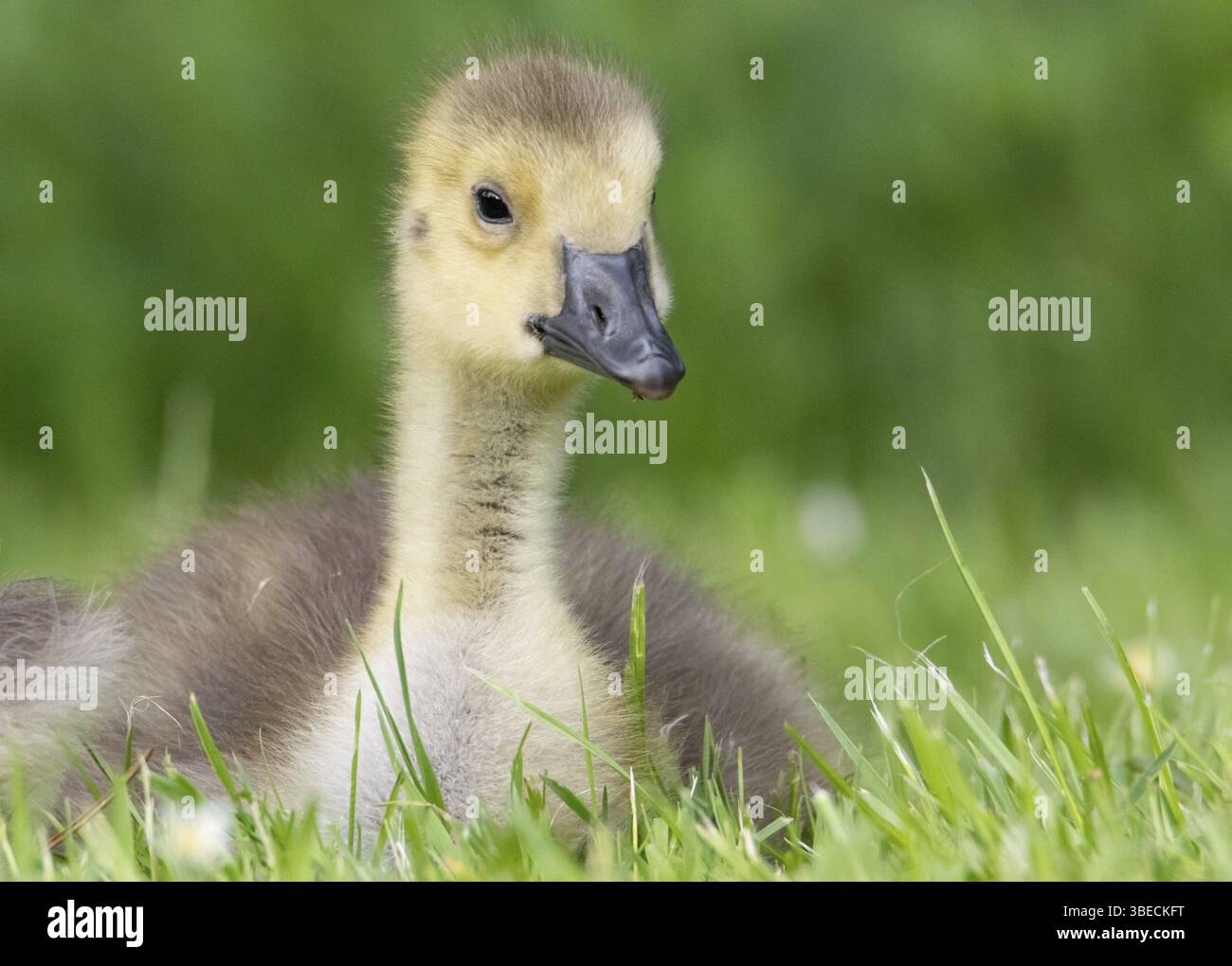 Canada goose chicks branta hi-res stock photography and images - Alamy