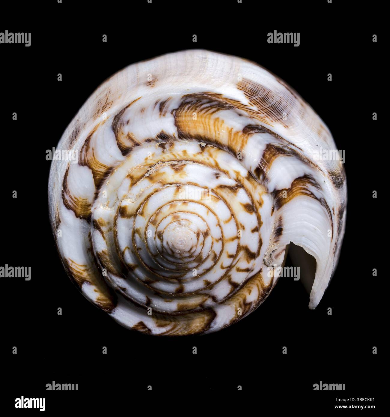 Conidae hi-res stock photography and images - Alamy