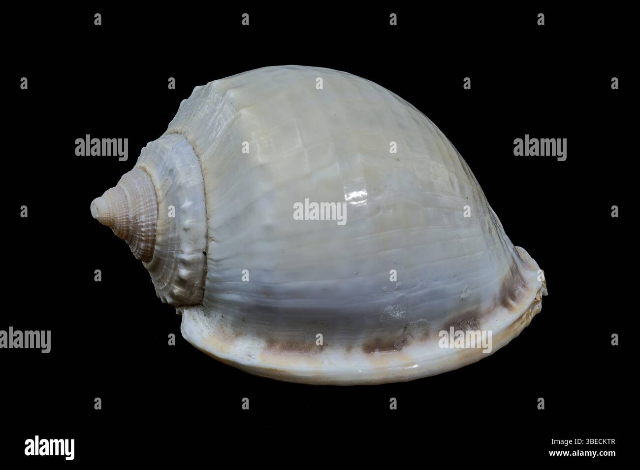 A striking Phalium glaucum seashell with its smooth white surface and ...