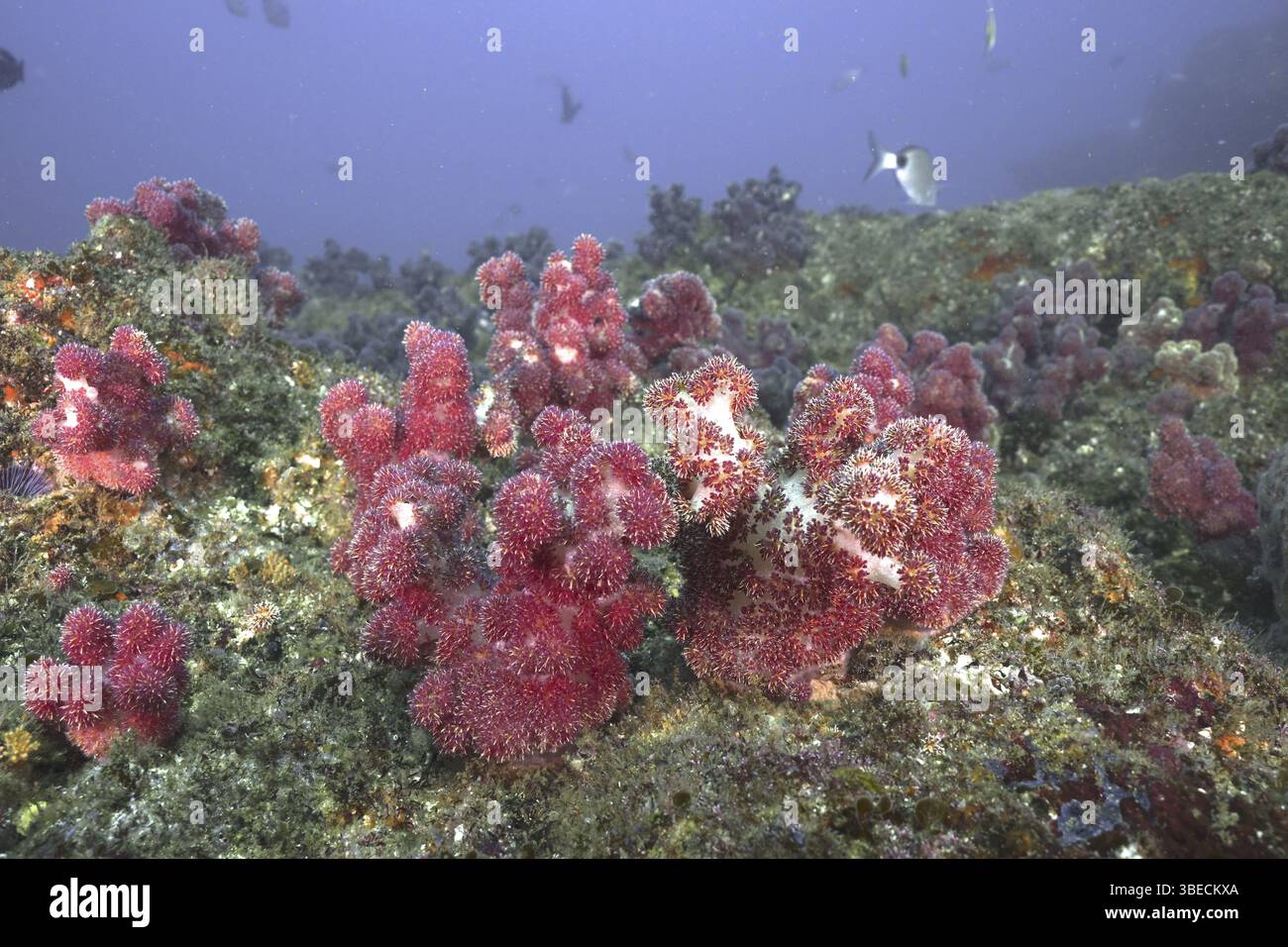 Thistle tree coral (Dendronephthya sp Stock Photo - Alamy