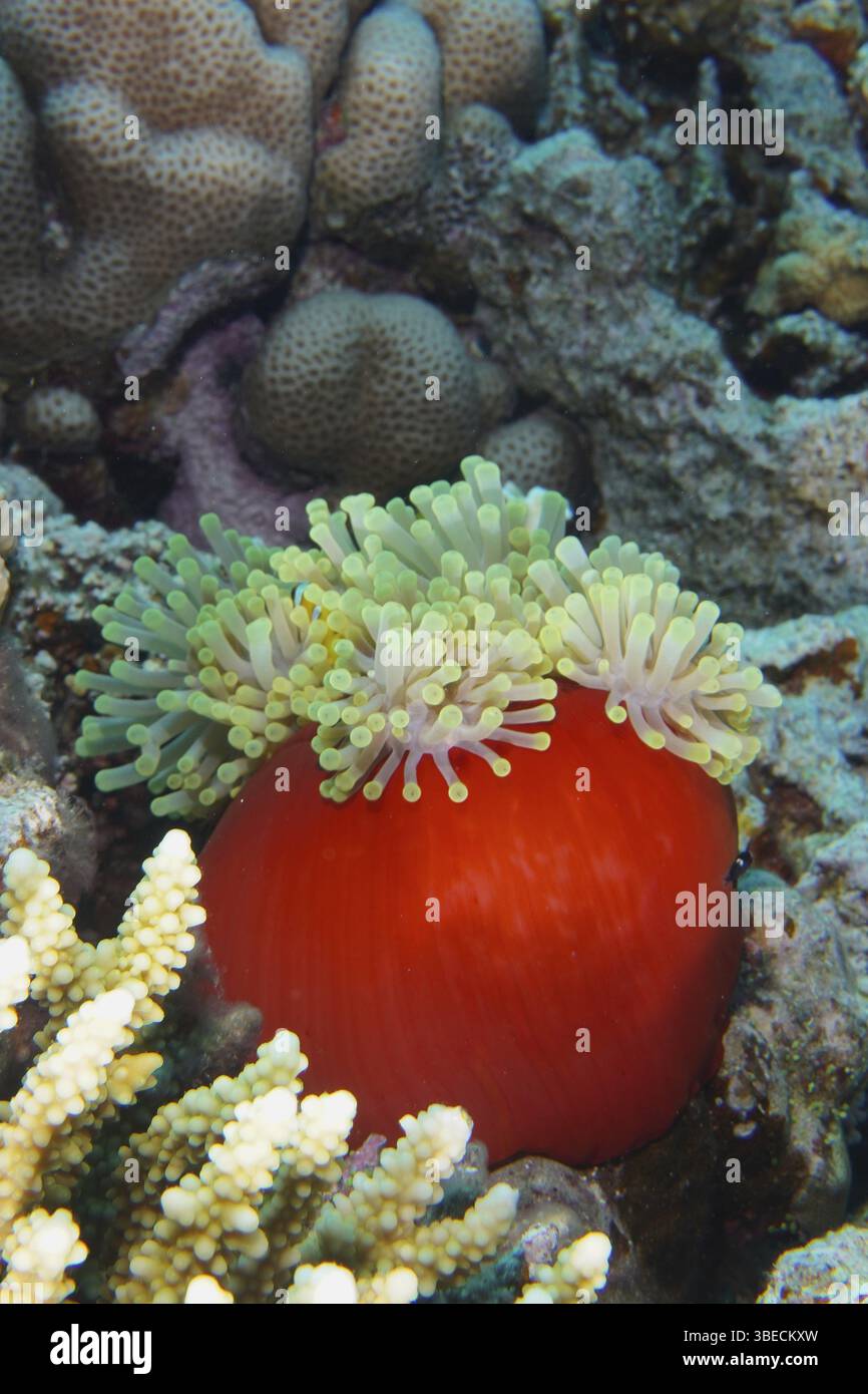 Magnificent anemone (Heteractis magnifica Stock Photo - Alamy