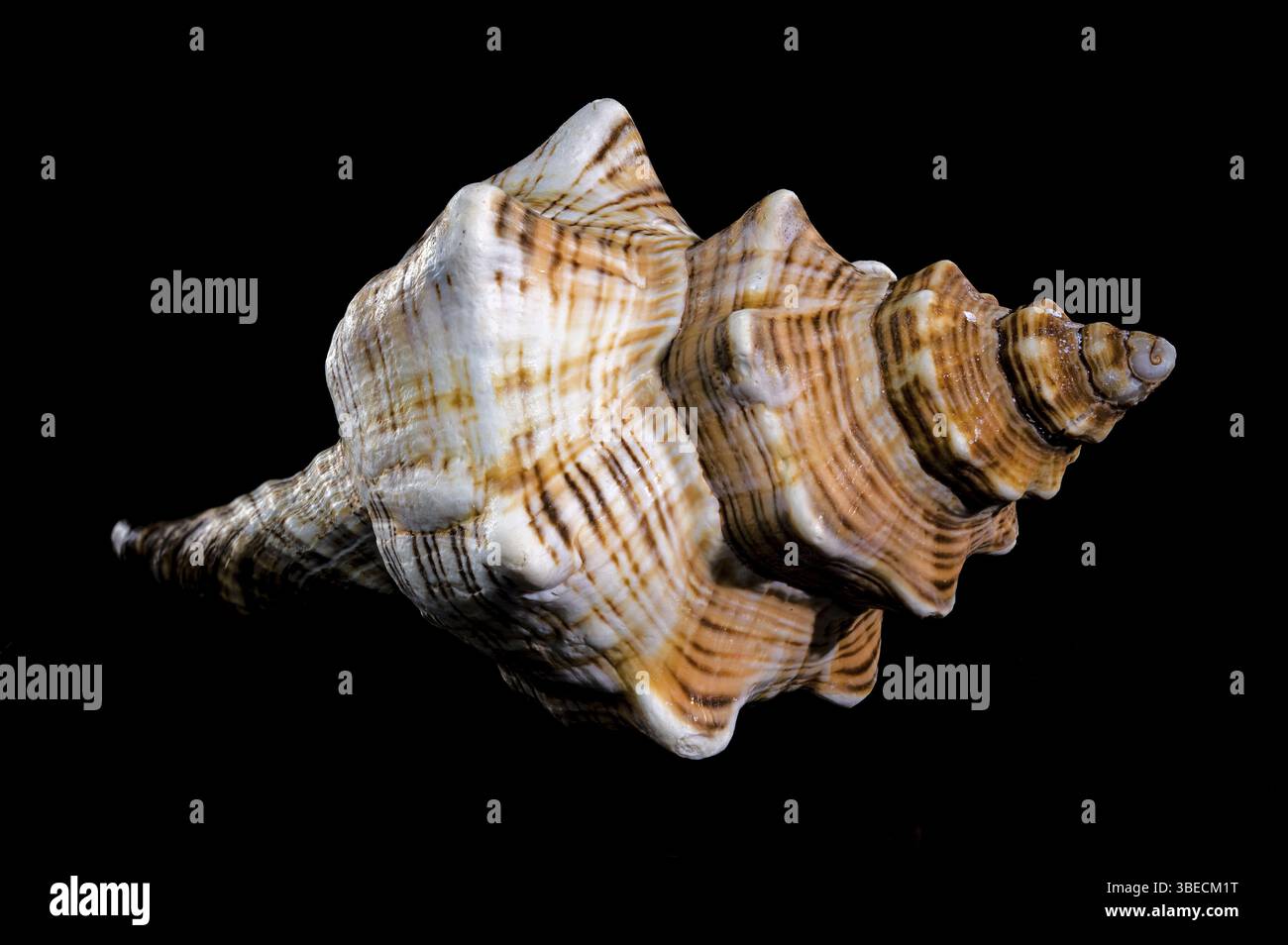 Close-up of a Pleuroploca trapezium shell, also known as the trapezium ...